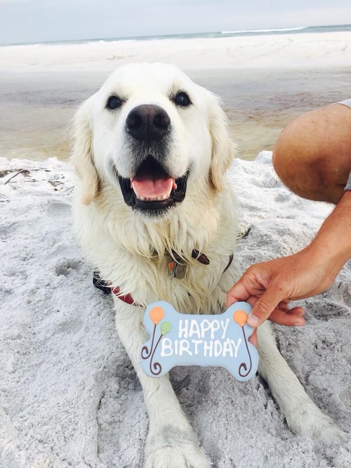 Dapper Dogs 30a - Dapper Dogs 30a Doggy Day Spa 30A